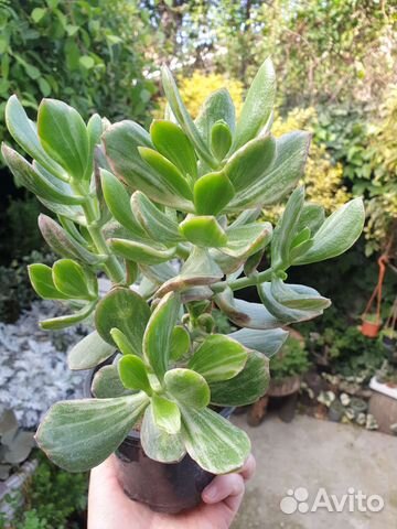 Крассула овата вариегатная триколор crassula купить в Краснодаре ...