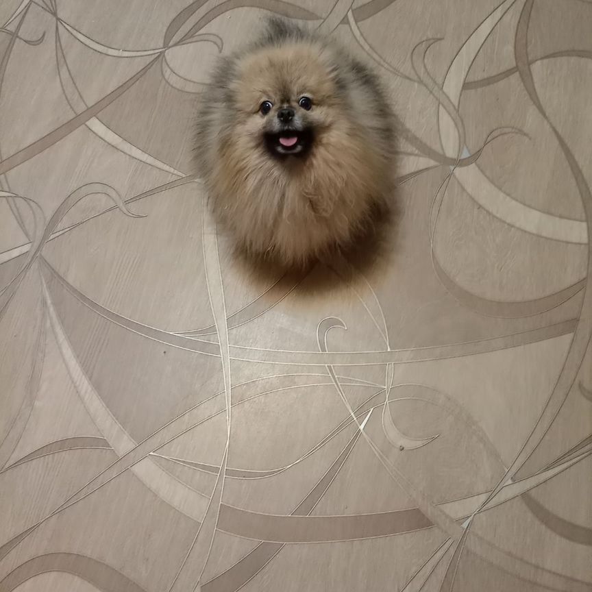 Померанский шпиц девочка