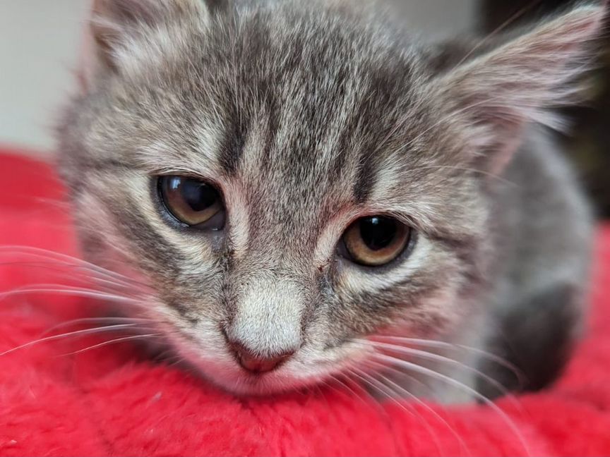 Котёнок