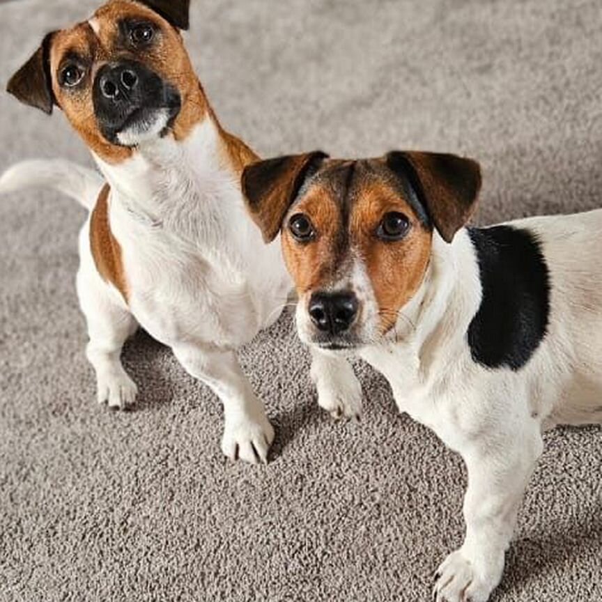 Джек-рассел-терьер, щенок