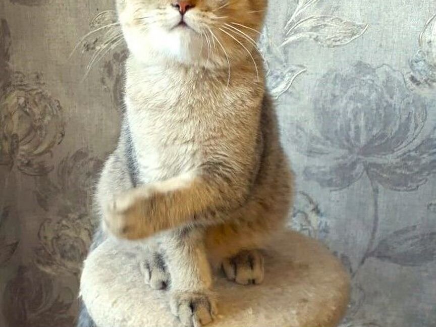 Шотландское очарование