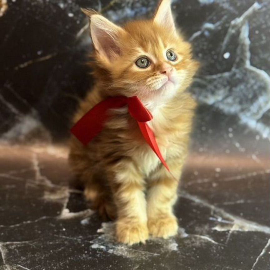 Мейкун котенок мальчик