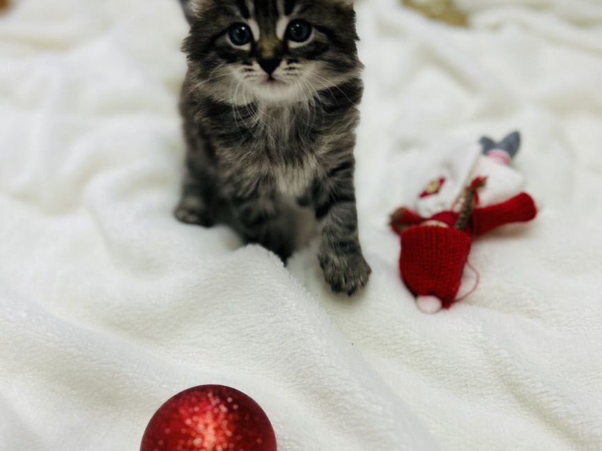 Шотландские вислоухие котята