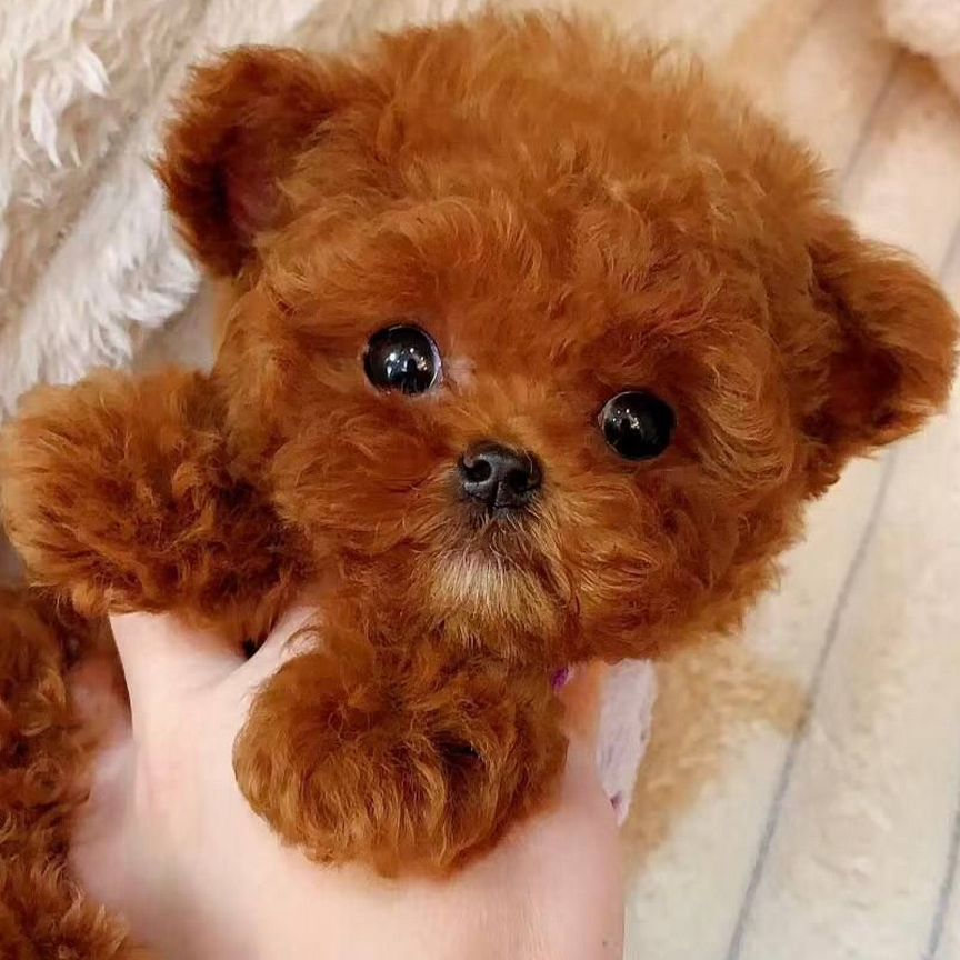 Мальтипу, щенок