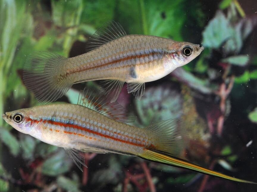 Продаю рыбок(меченосцы)