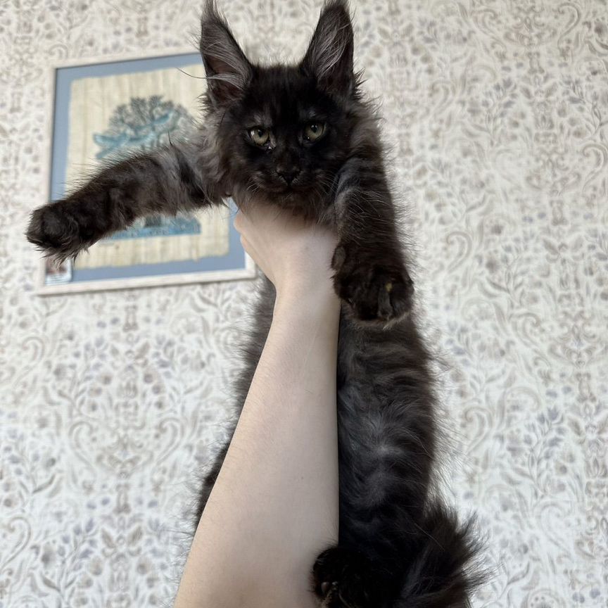 Котята мейн-кун