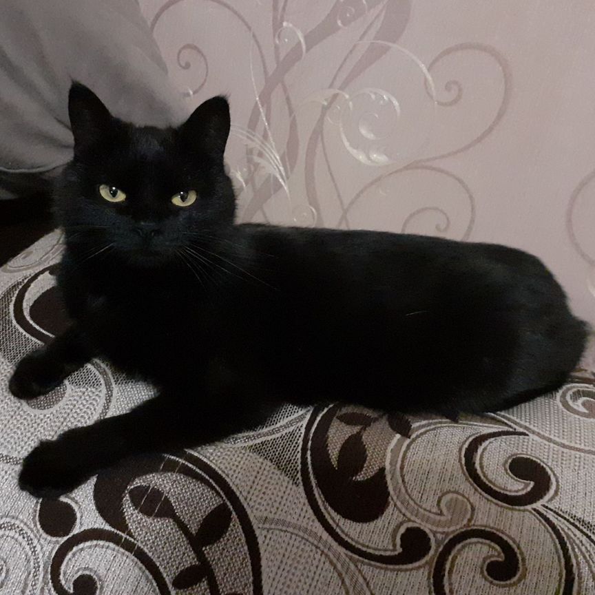 Кошечка