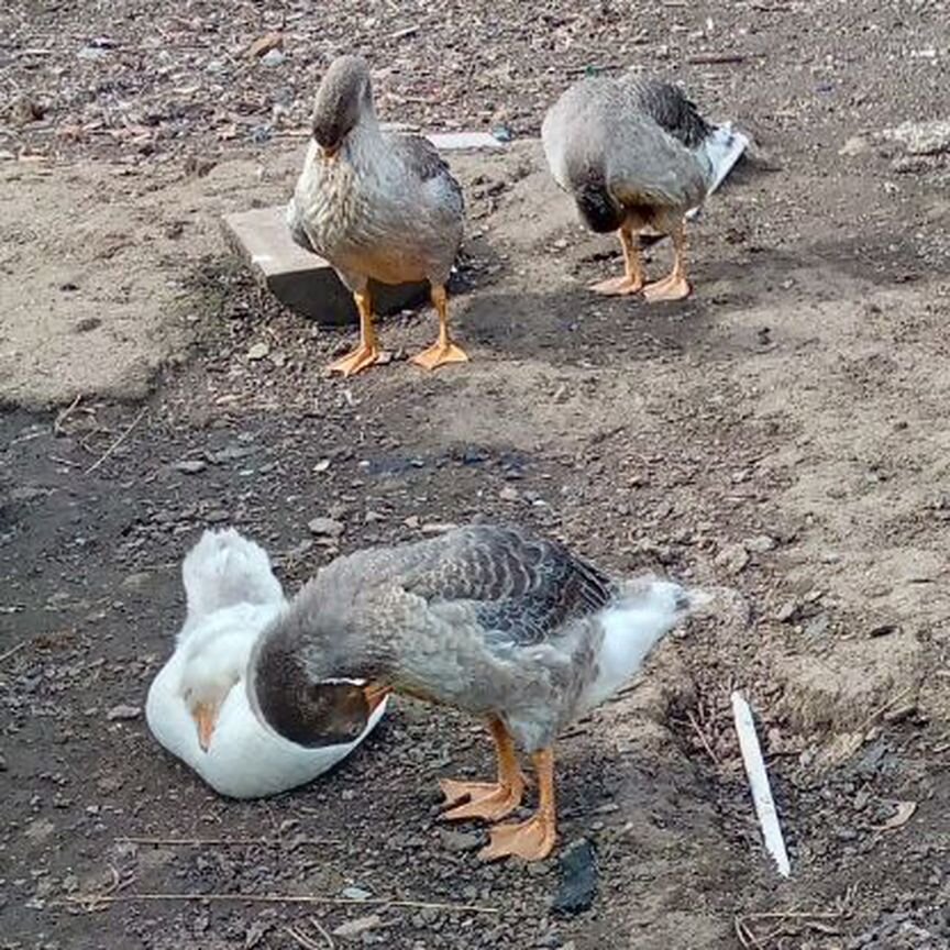 Гуси