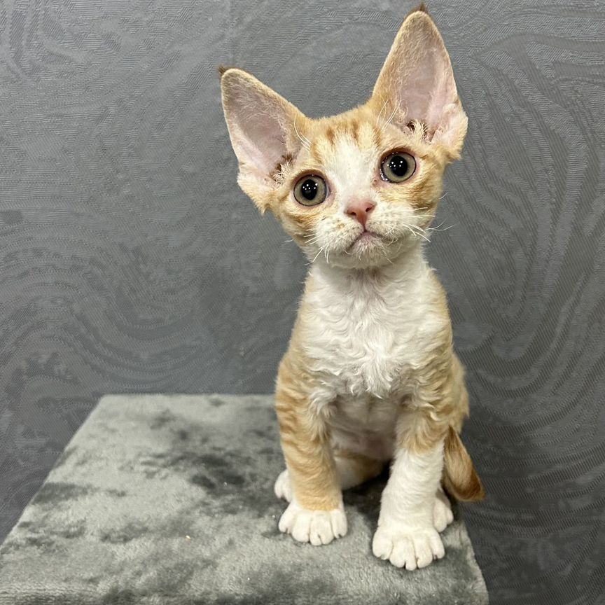 Девон-рекс котёнок