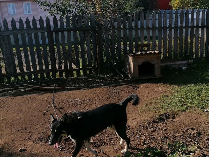 Отдам бесплатно