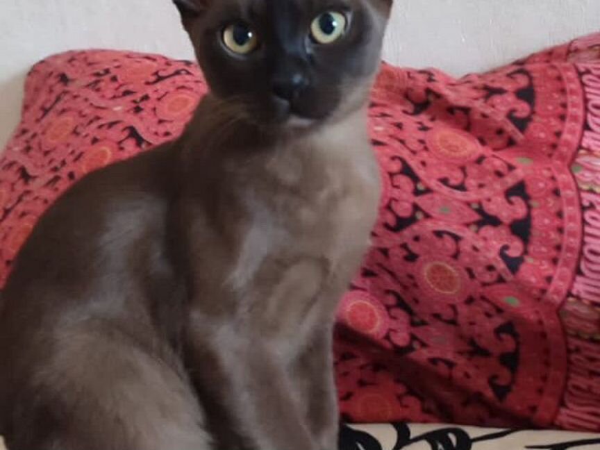 Бурмакотенок