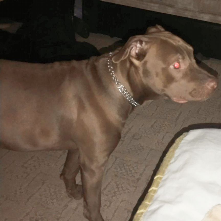 Отдам питбуля