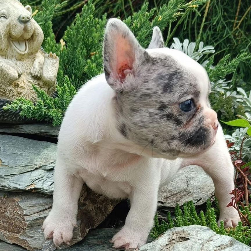 Французский бульдог