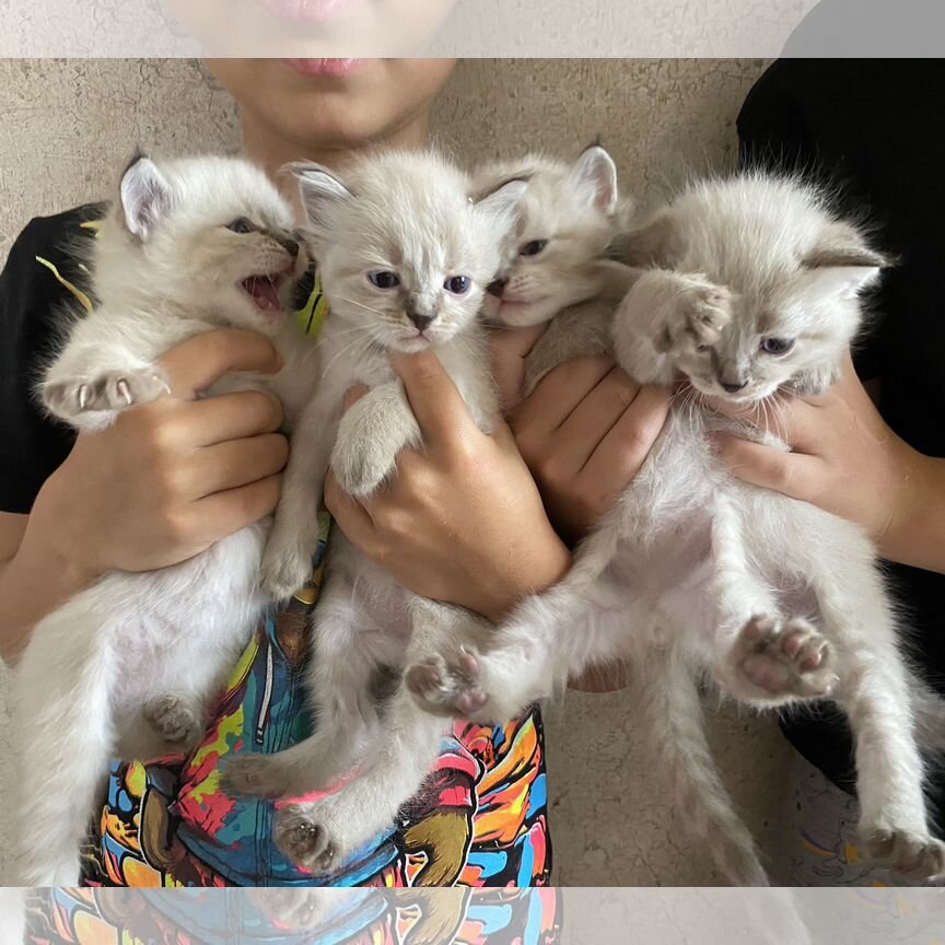 Котята невская маскарадная