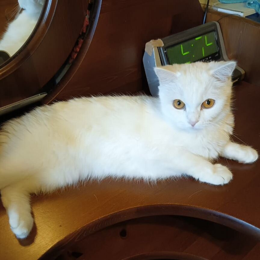 Взрослая кошка в добрые руки