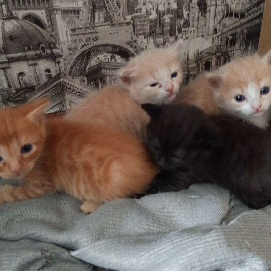 Котята 1-1.5 месяца