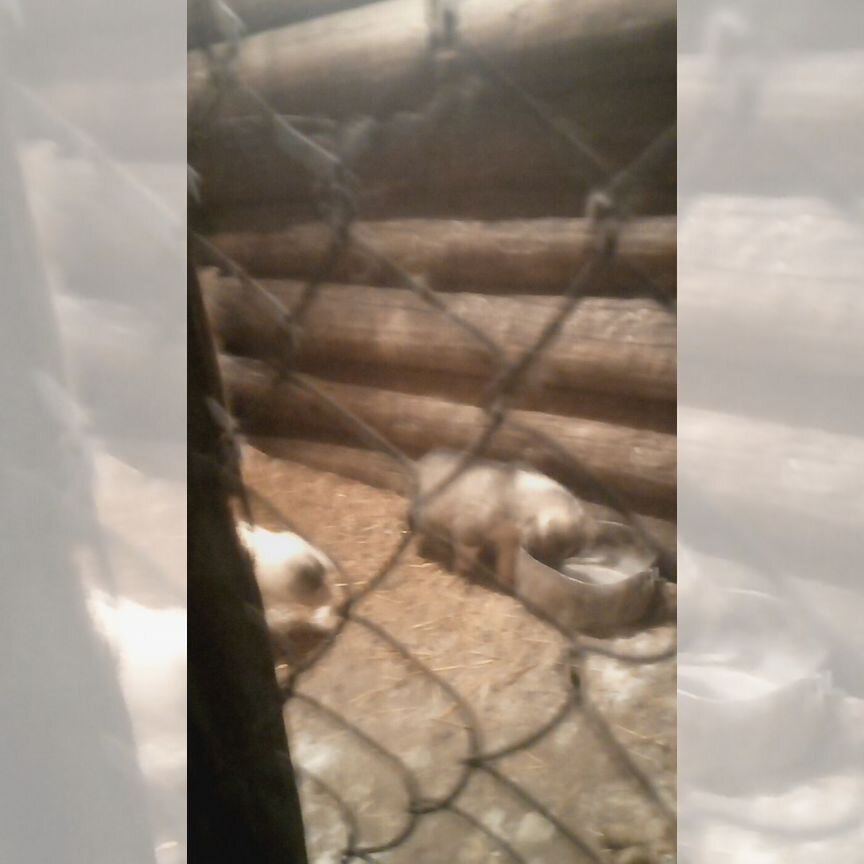 Западносибирская лайка, щенок