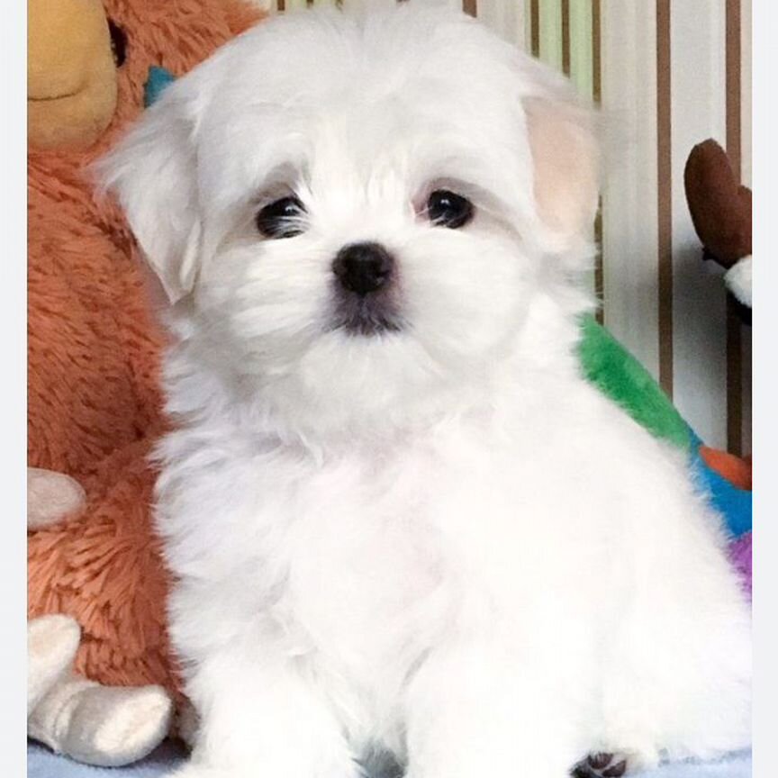 Мальтийская болоночка Бэтти