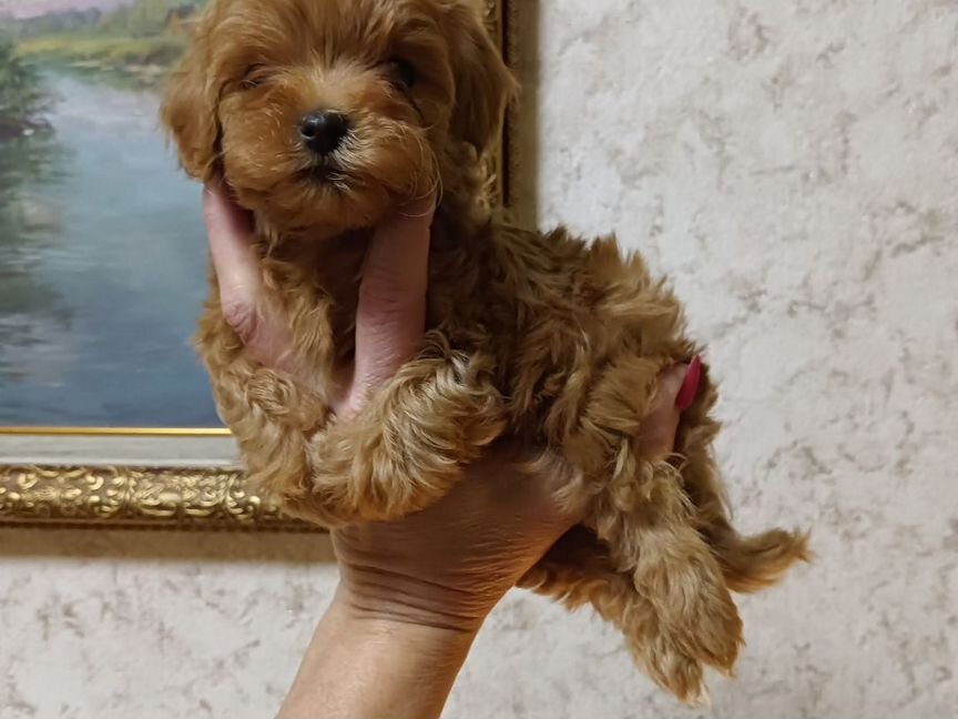 Щенки мальтипу мини