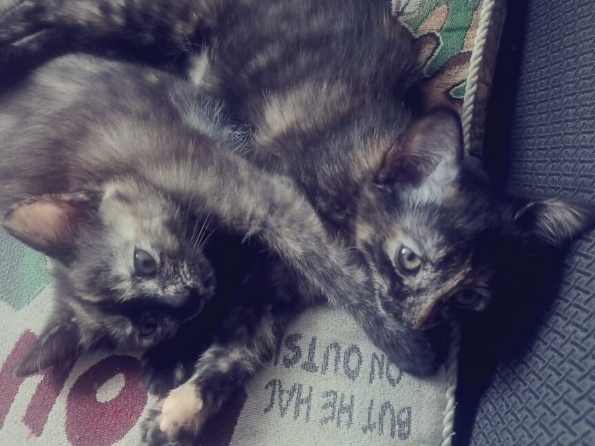 Котята ищют свой дом