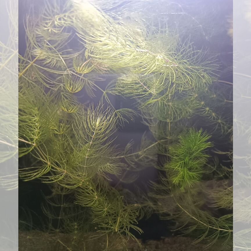 Роголистник для аквариума