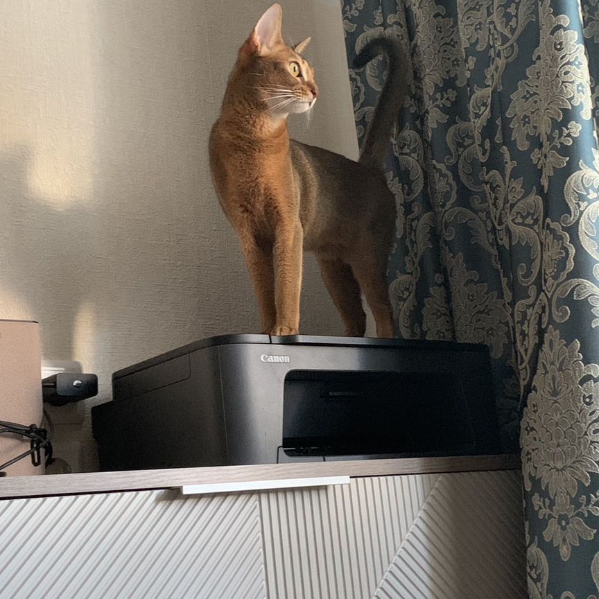 Абиссинская кошечка ищет котика