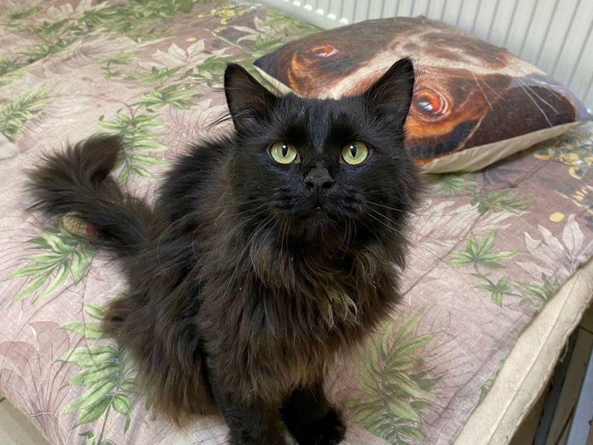 Котик Фома, ему 2 года