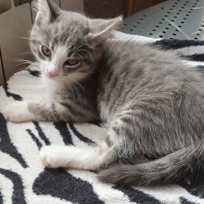 Котёнок от частного владельца