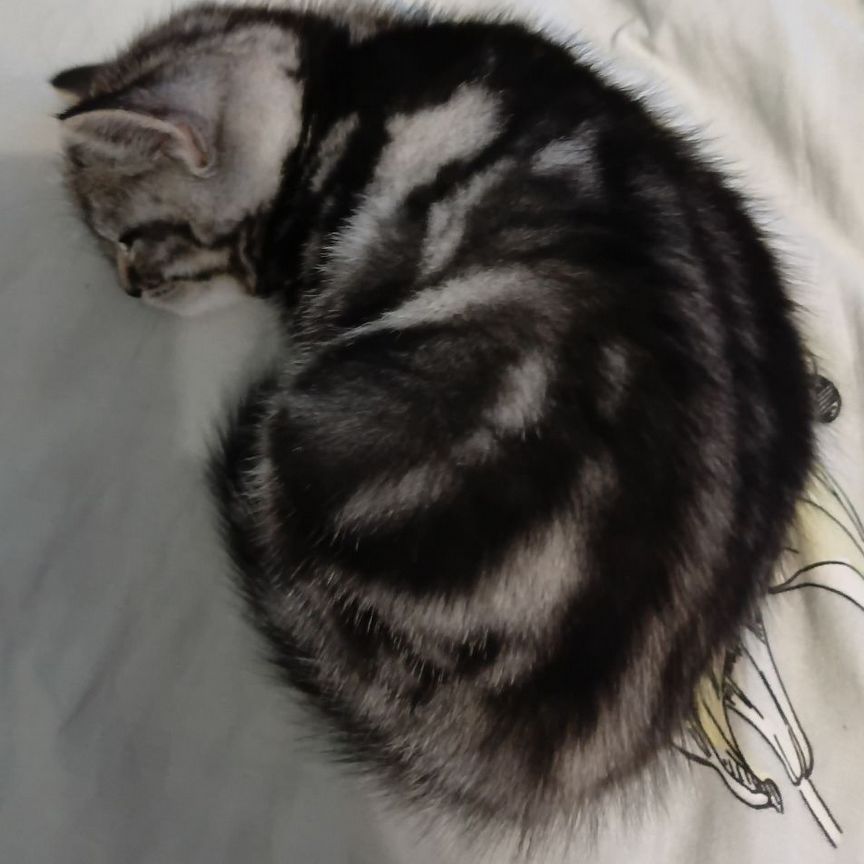 Шотландский прямоухий короткошёрстный котёнок