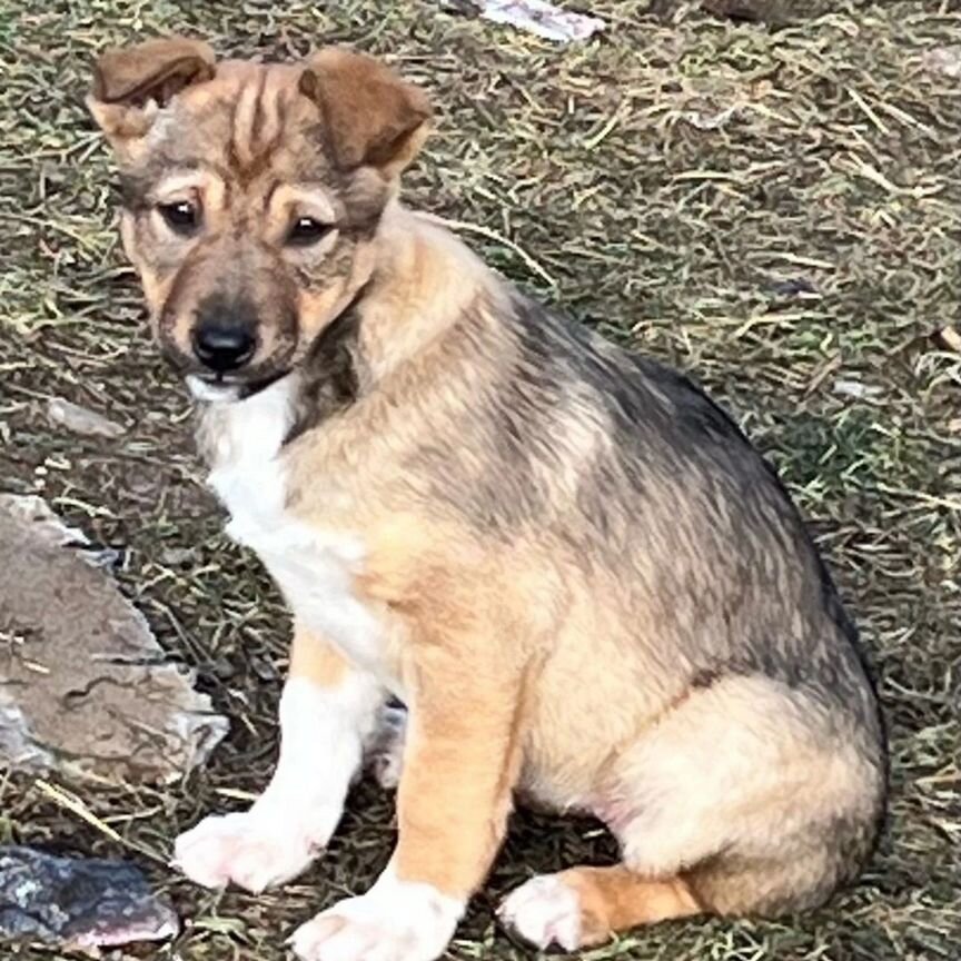 Девочки ищут добрые ручки