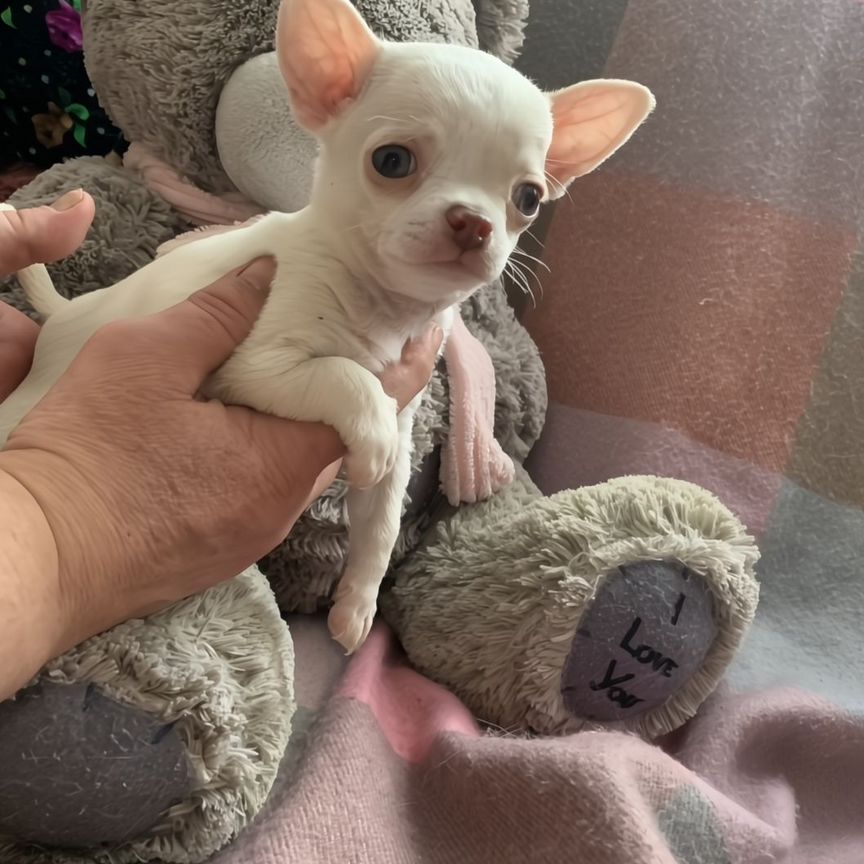 Чихуахуа, щенок