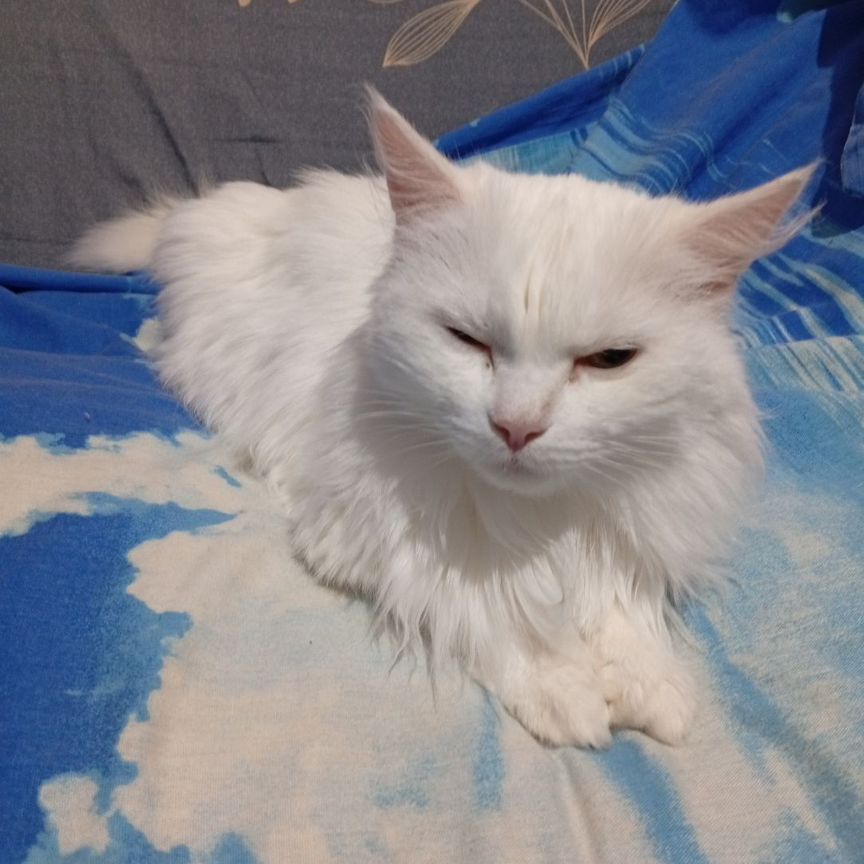 Отдам кошку в добрые руки