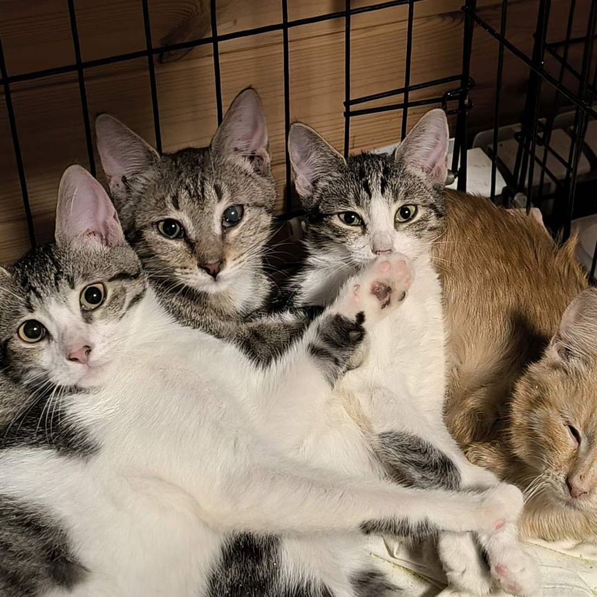 Котята 4 месяца
