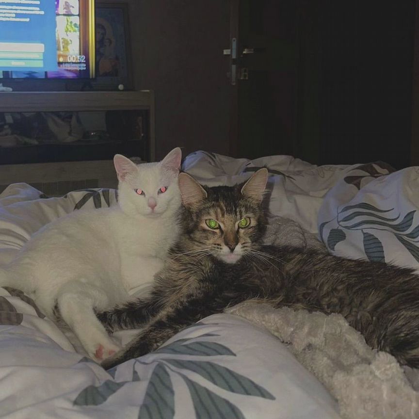 Кот и Кошка