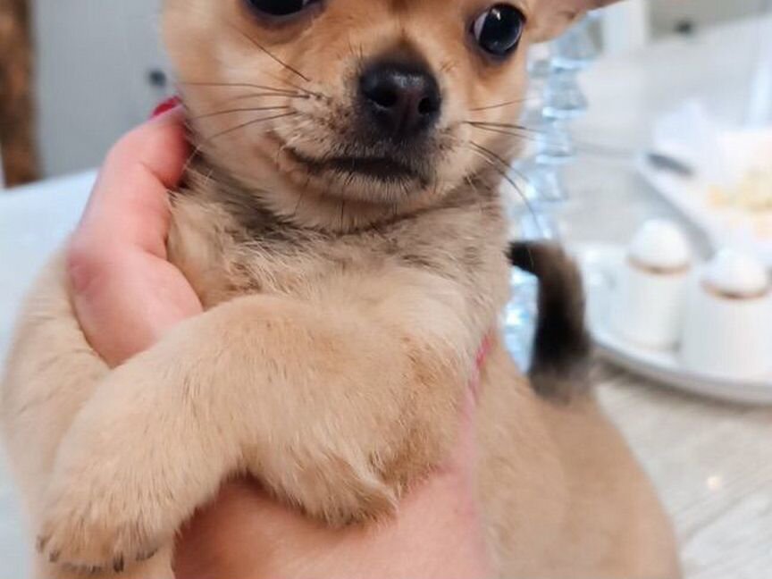 Чихуахуа девочка