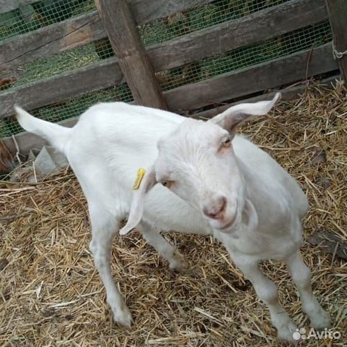 Козлик коза