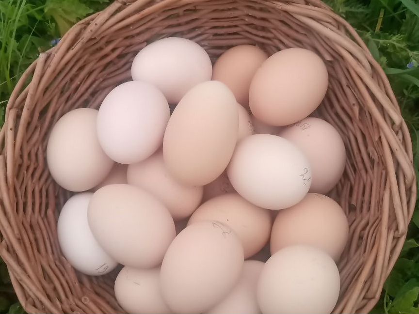 Домашние куриные яйца