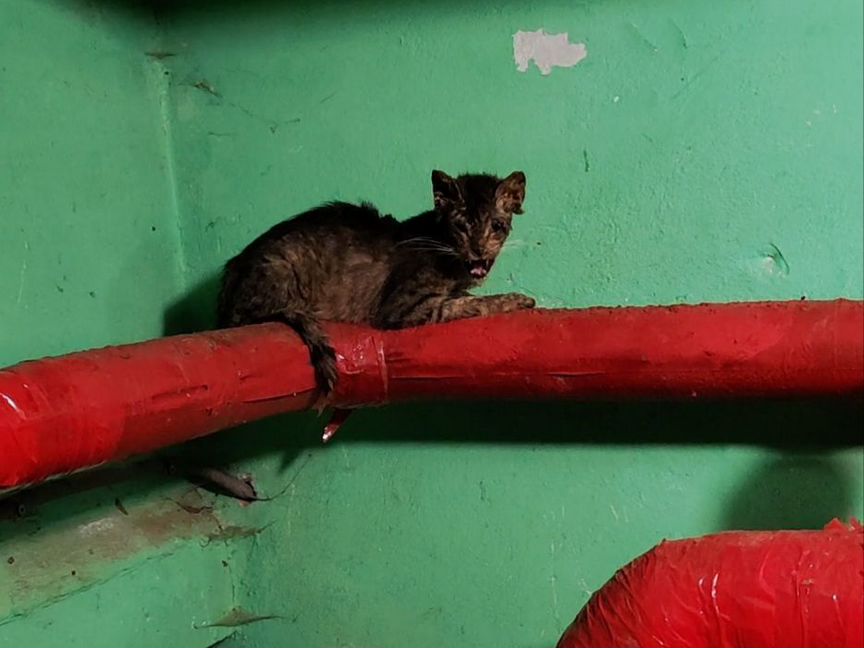 Кот, который выжил