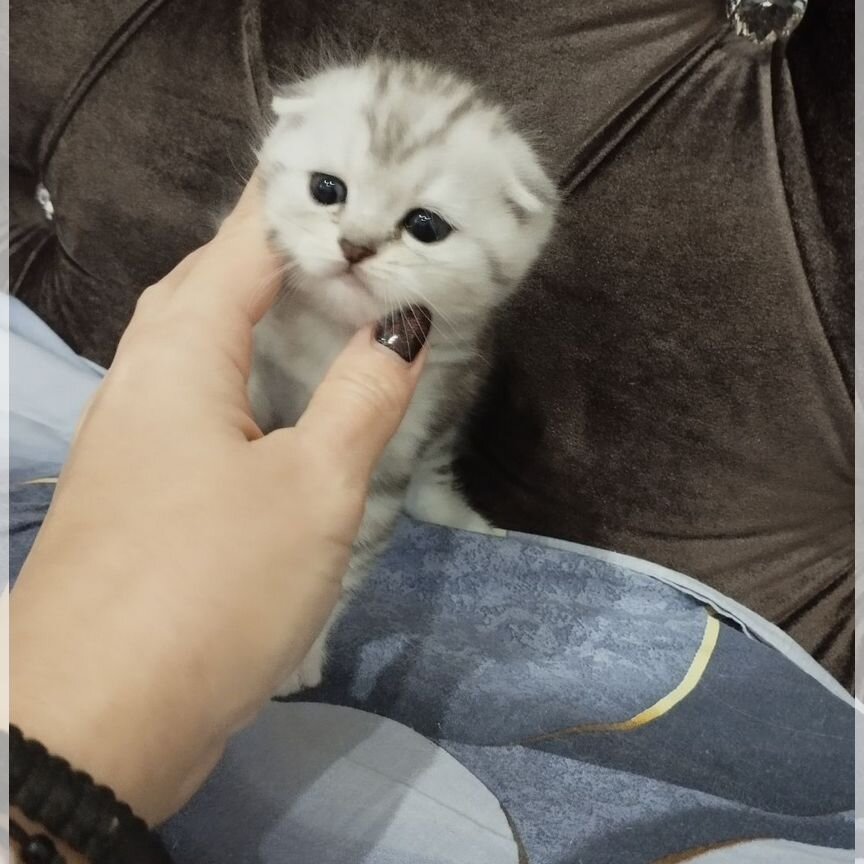Шотландский вислоухий короткошёрстный котёнок