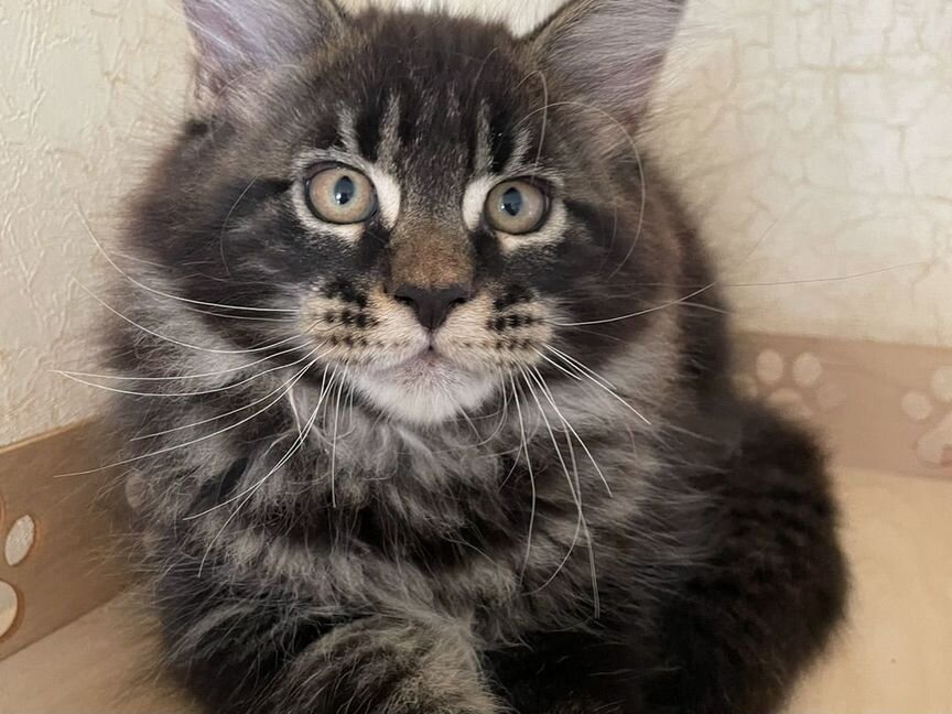 Котята Мейн Кун из питомника
