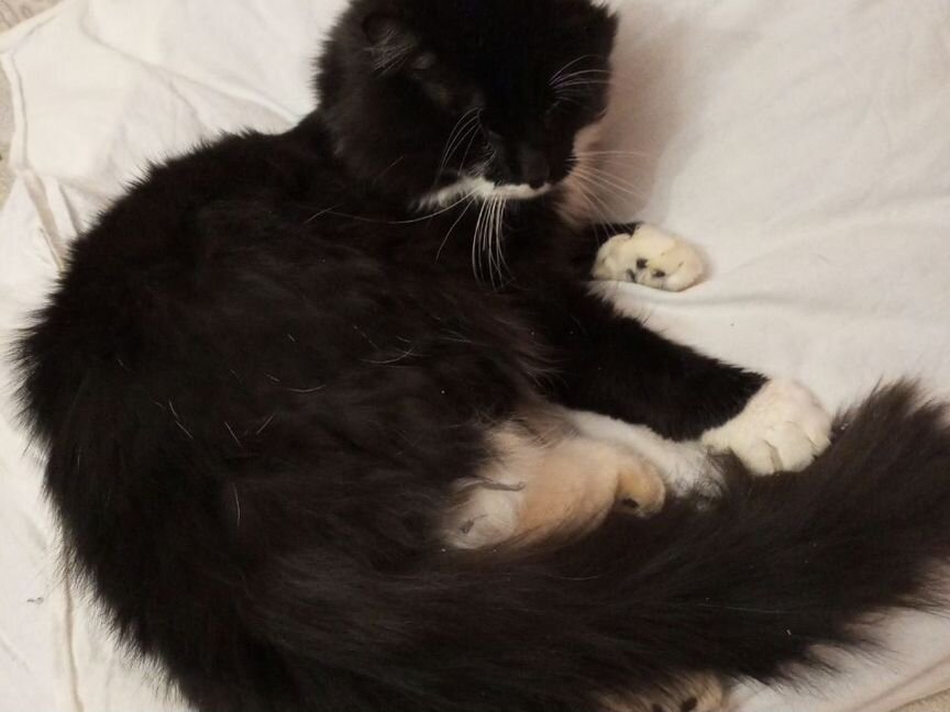 Котенок ласковый пушистик