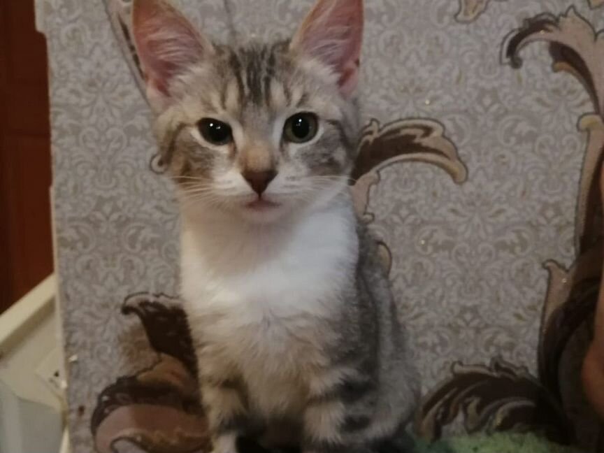 Уличный котенок