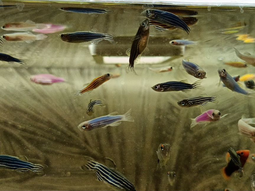 Аквариумные рыбки данио