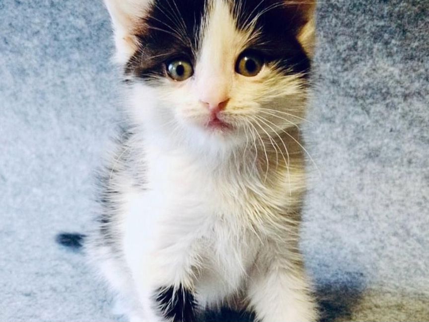 Очаровательный котенок