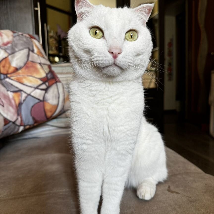 Кот в добрые руки