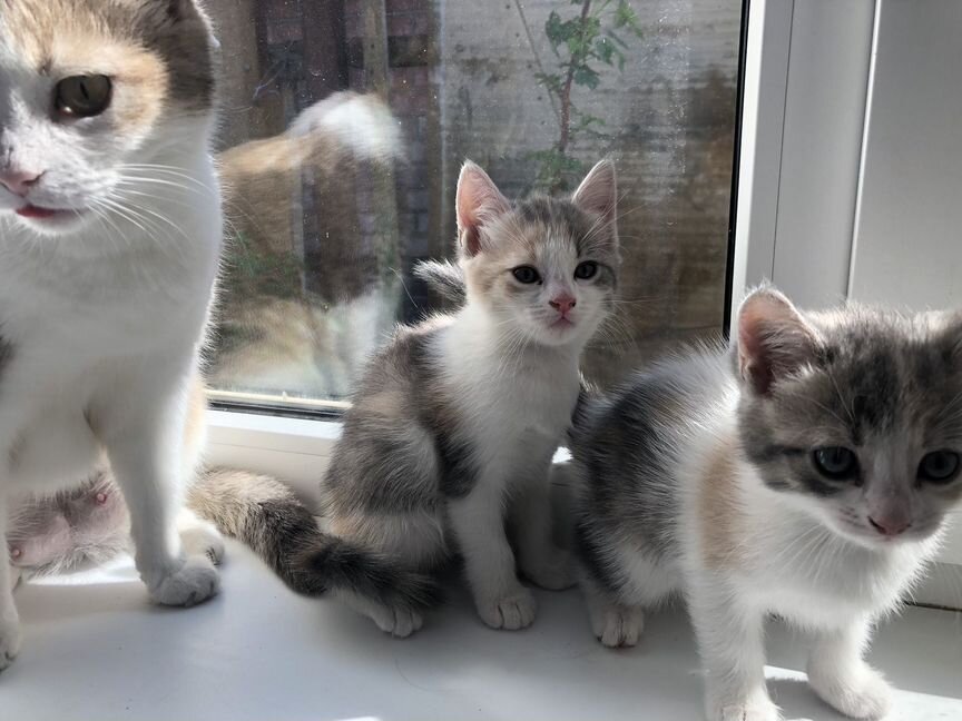 Кошка
