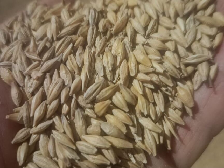 Ячмень яровой семенной