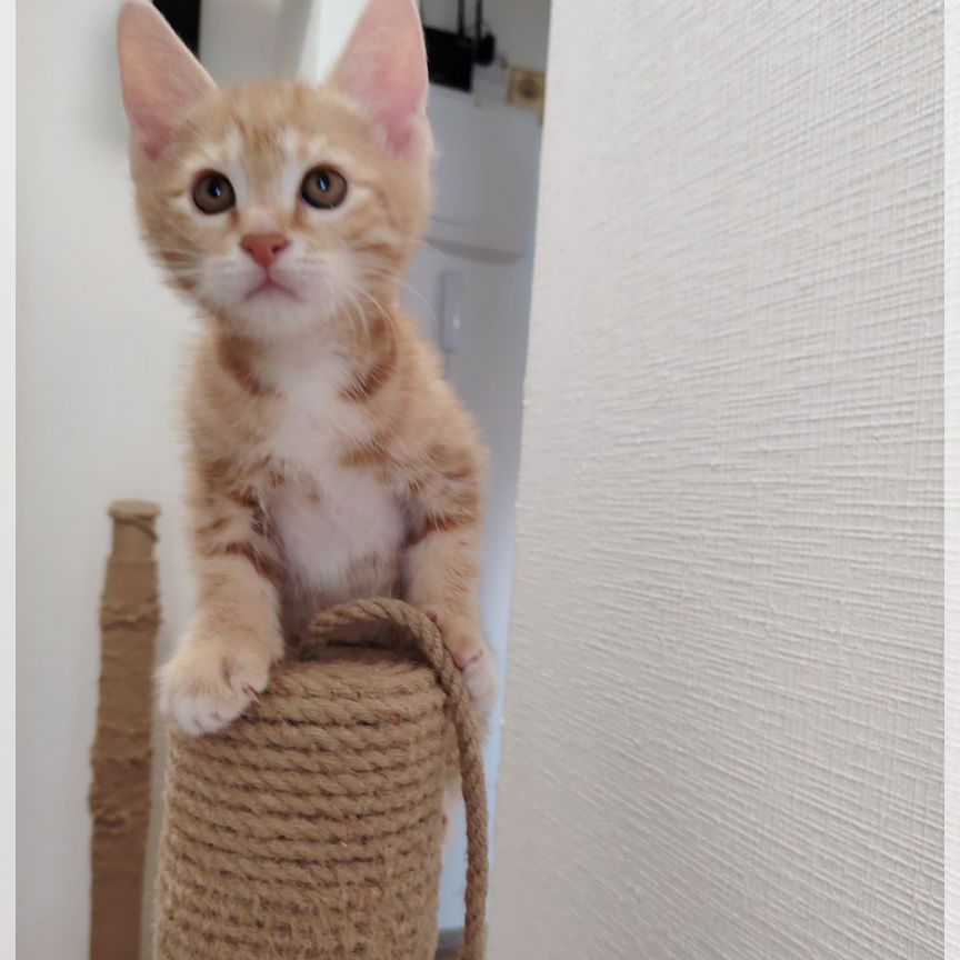 Курильский бобтейл короткошёрстный котёнок