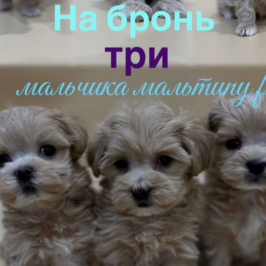 Мальтипу f1 мини мальчики
