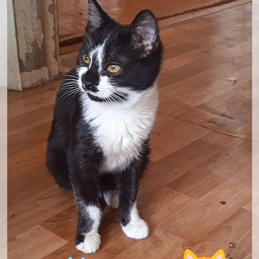 Взрослая, Девочка кошка в добрые руки